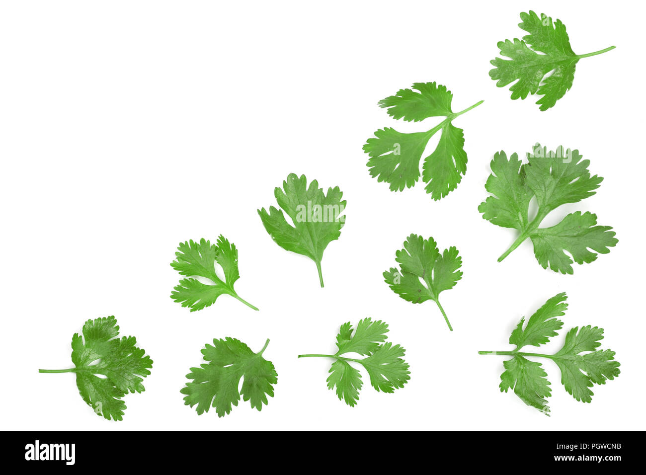 cilantro or coriander leaves isolated on white background with copy ...