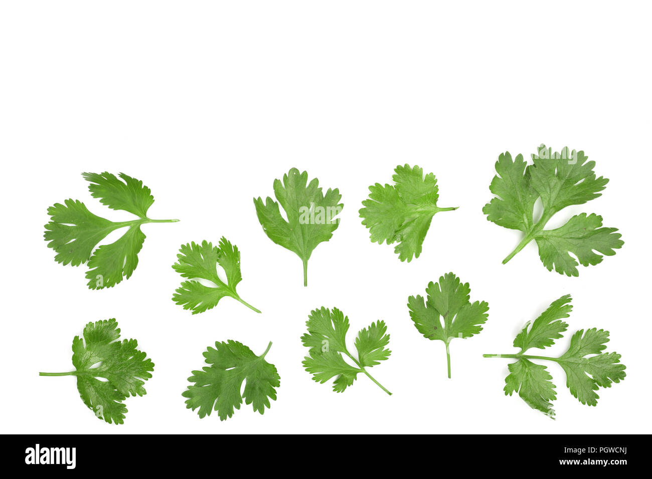 cilantro or coriander leaves isolated on white background with copy ...