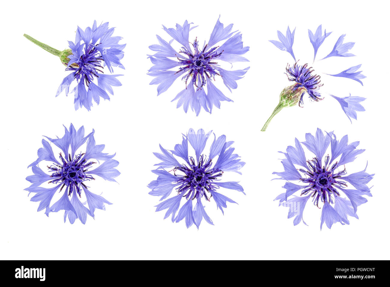Blue cornflower isolated on white background macro. Set or collection ...