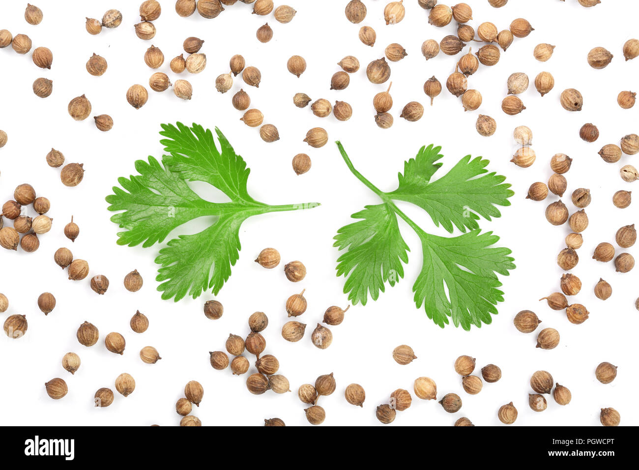 coriander seed and leaves isolated on white background. Top view. Flat ...