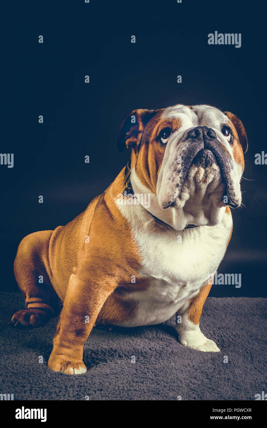 Reggie the dog hi-res stock photography and images - Alamy