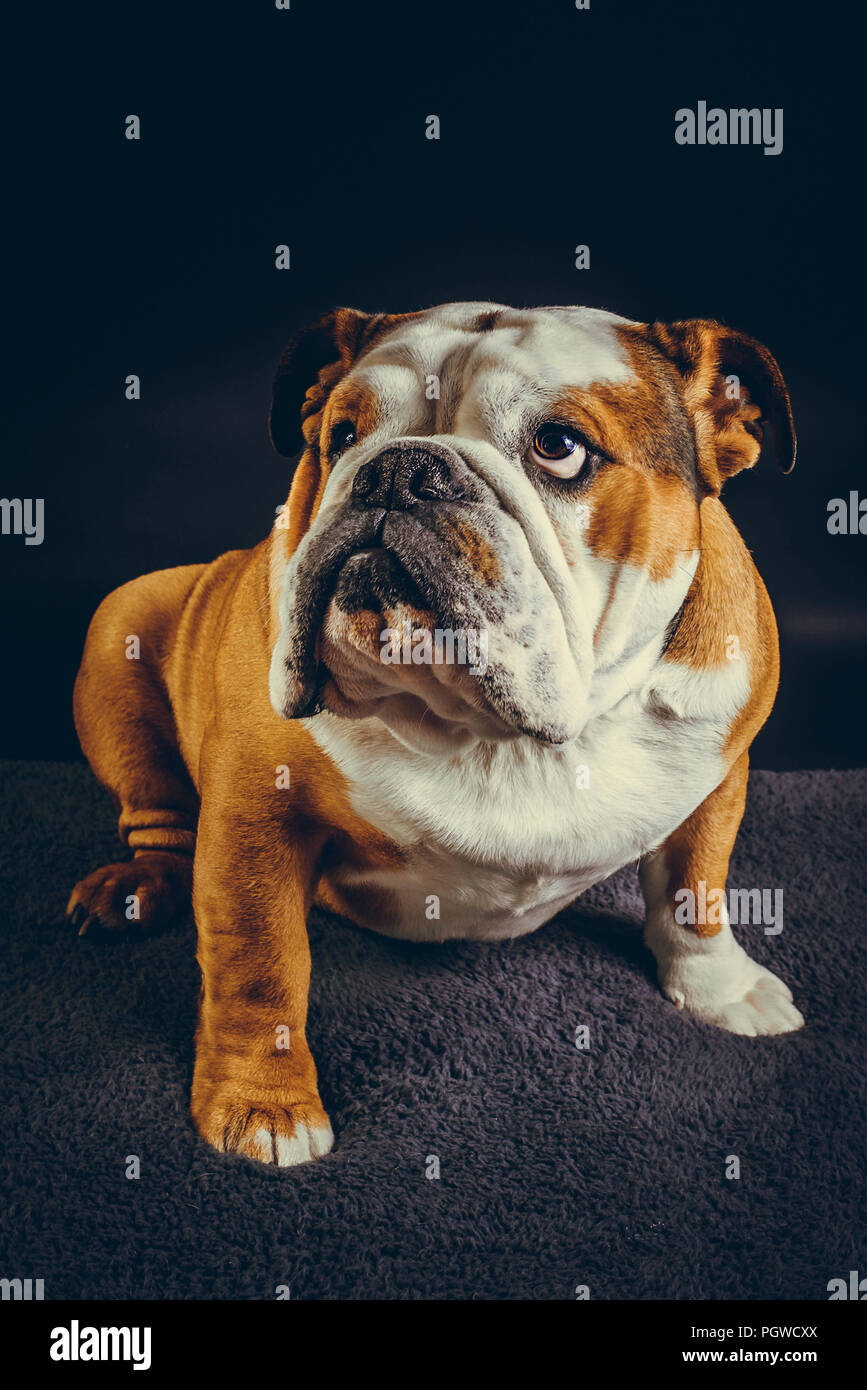 Reggie the dog hi-res stock photography and images - Alamy