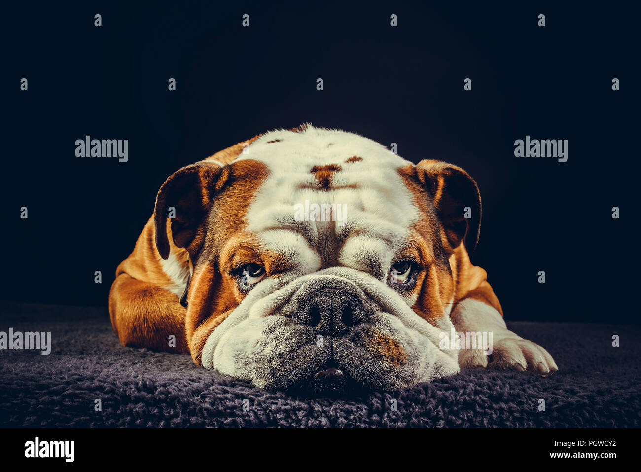 Reggie the dog hi-res stock photography and images - Alamy
