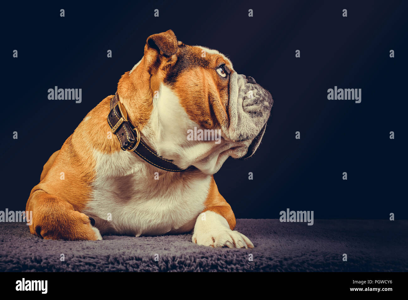 Reggie the dog hi-res stock photography and images - Alamy