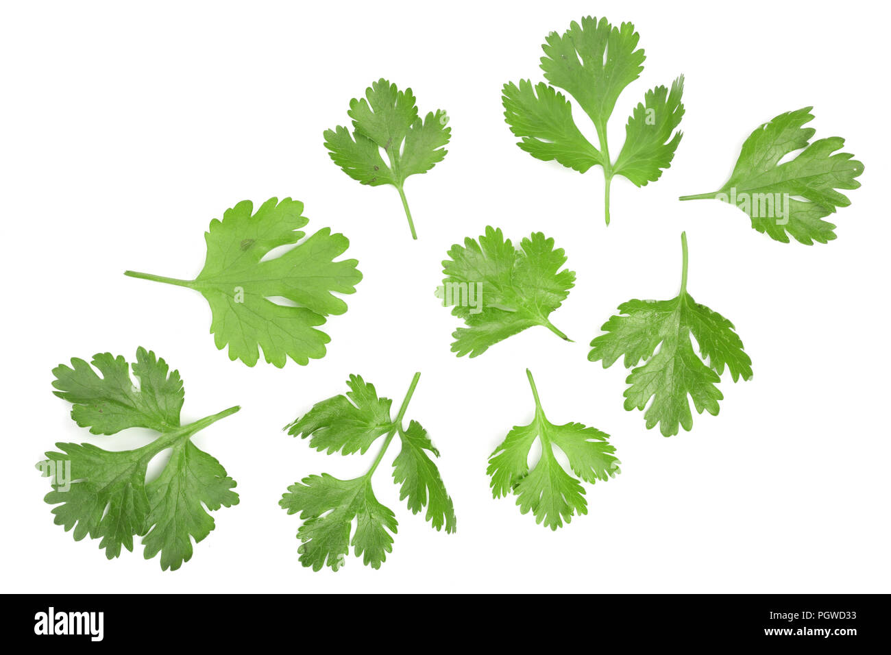 cilantro or coriander leaves isolated on white background. Top view ...