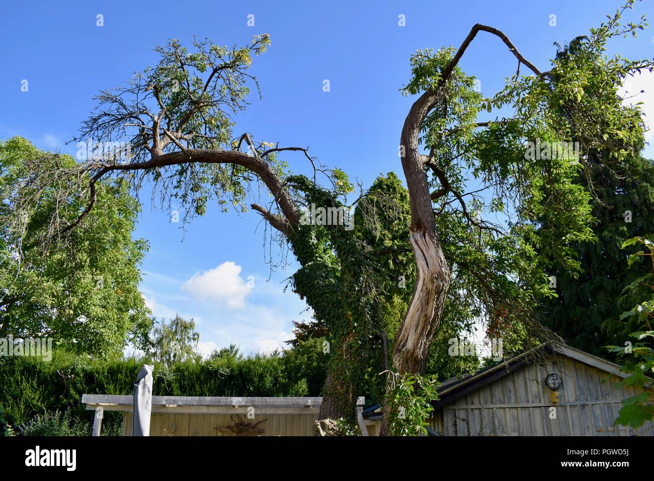 A dying tree Stock Photo - Alamy