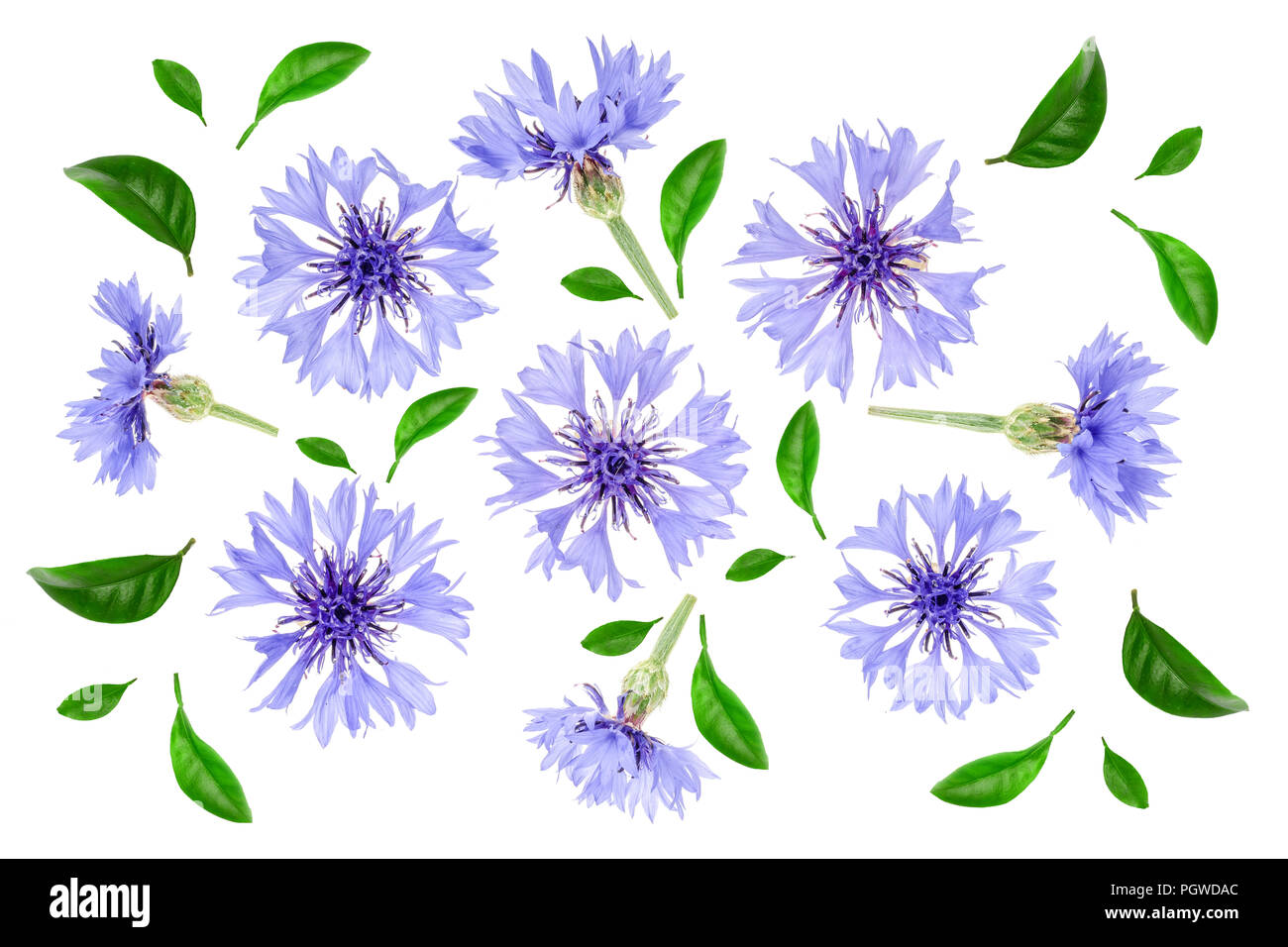 Blue cornflower isolated on white background macro. Top view. Flat lay ...