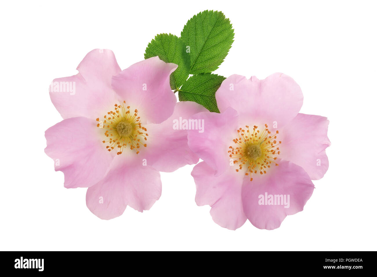 Rosehip flower with leaf isolated on white background close up Stock ...