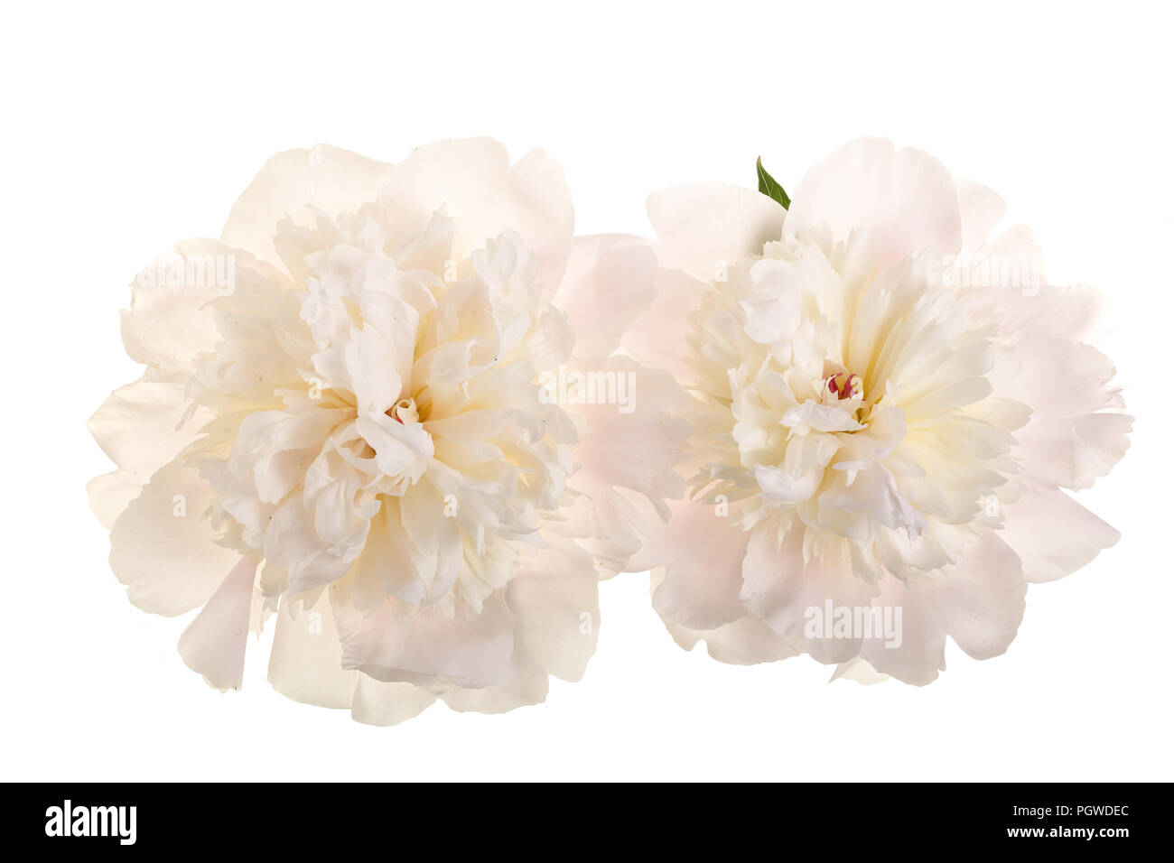 peony flower isolated on white background close up Stock Photo - Alamy