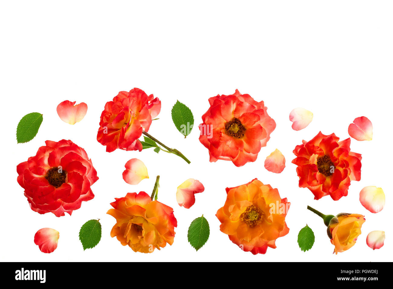 wild rose blooming flower isolated on a white background Stock Photo ...