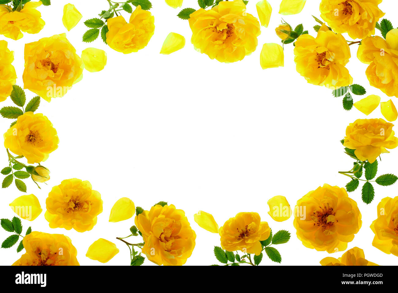 Yellow Rose Flower Border