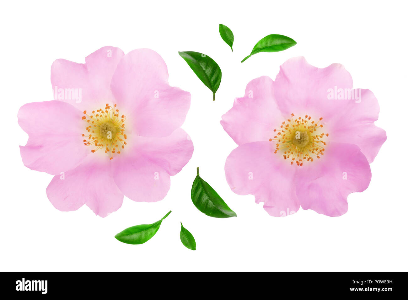 Rosehip flower with leaf isolated on white background close up Stock ...