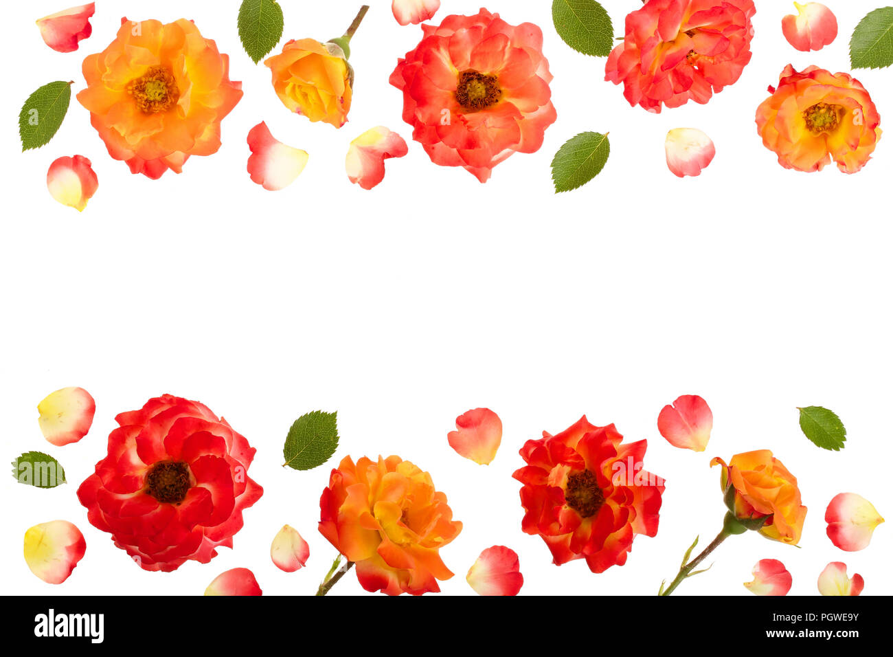 wild rose blooming flower isolated on a white background Stock Photo ...