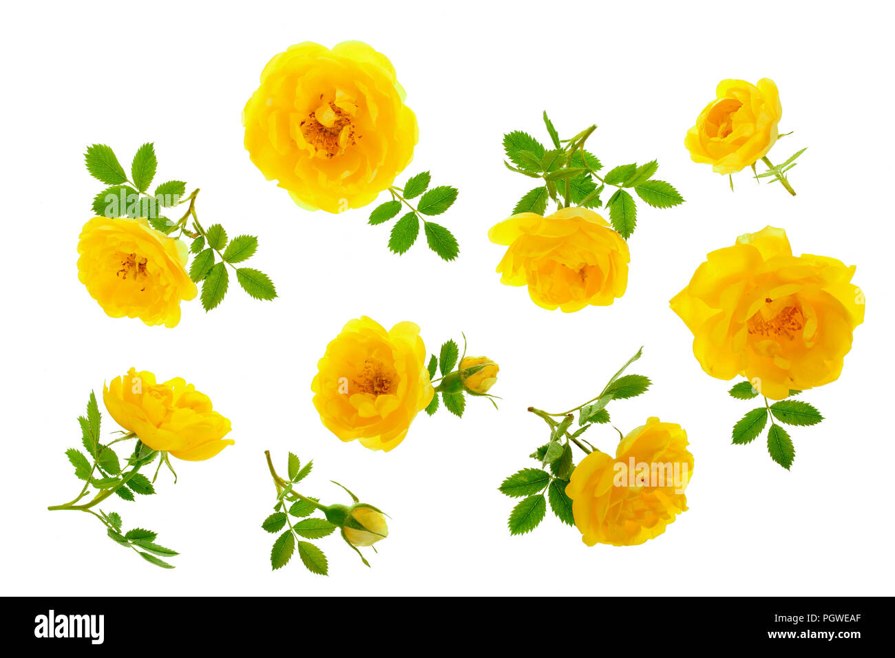 wild yellow rose blooming flower isolated on a white background. Top ...