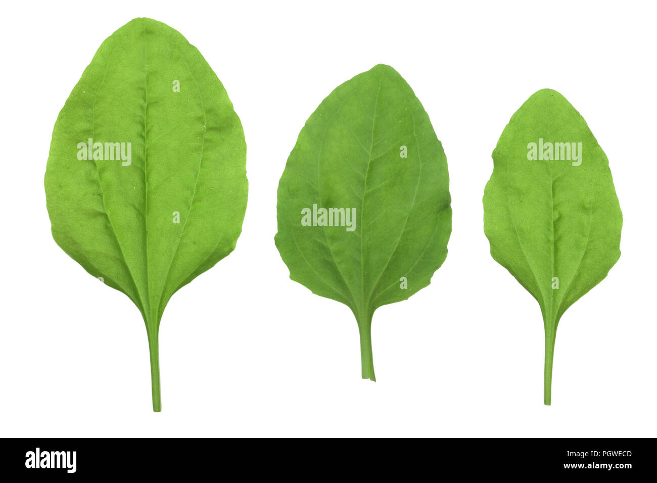 fresh plantain leaves isolated on white background Stock Photo - Alamy