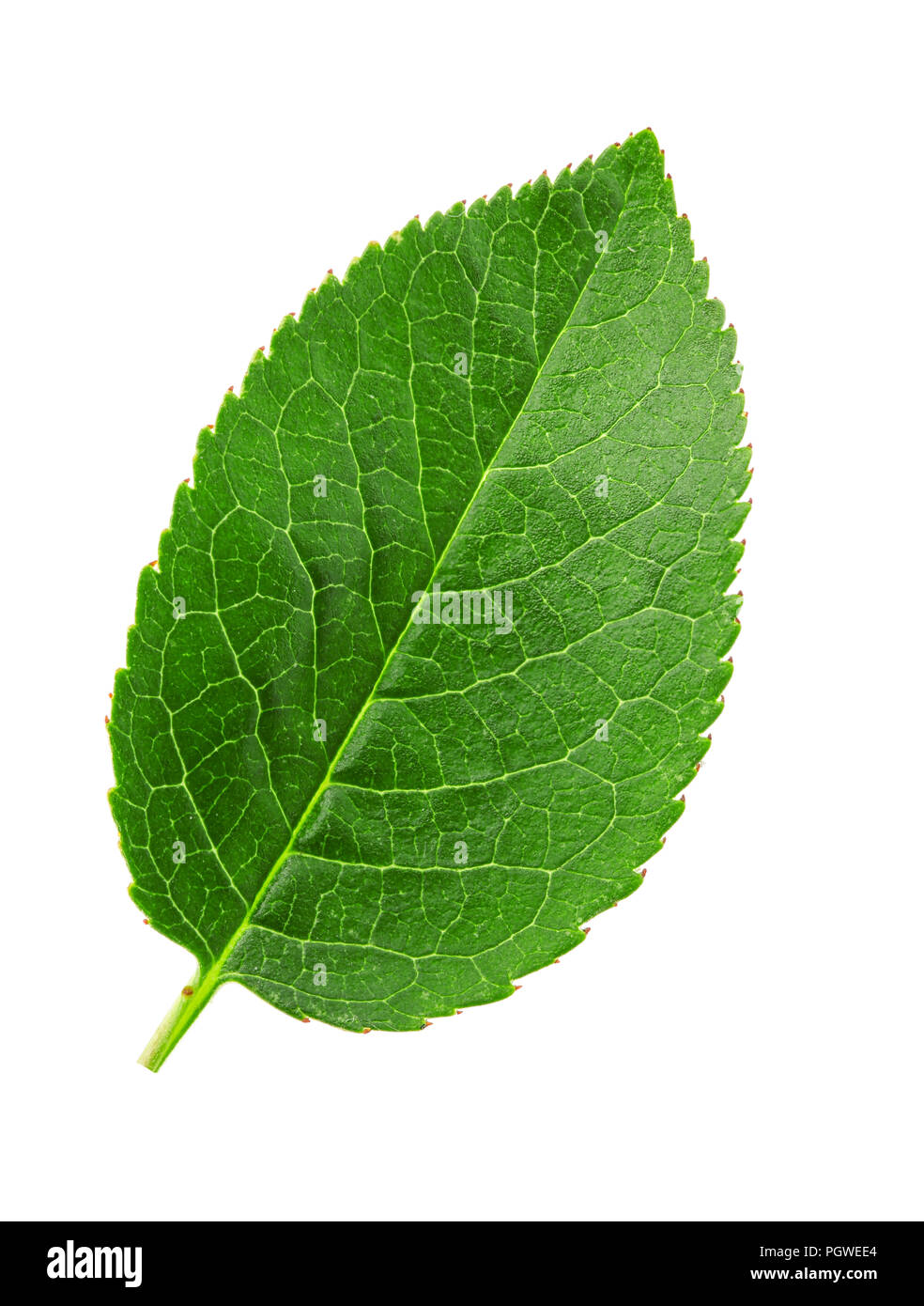 Cherry leaf isolated on white background macro Stock Photo - Alamy