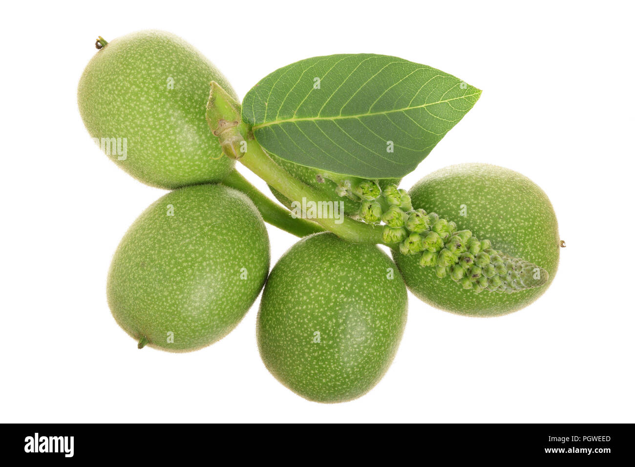Walnut flower hi-res stock photography and images - Alamy