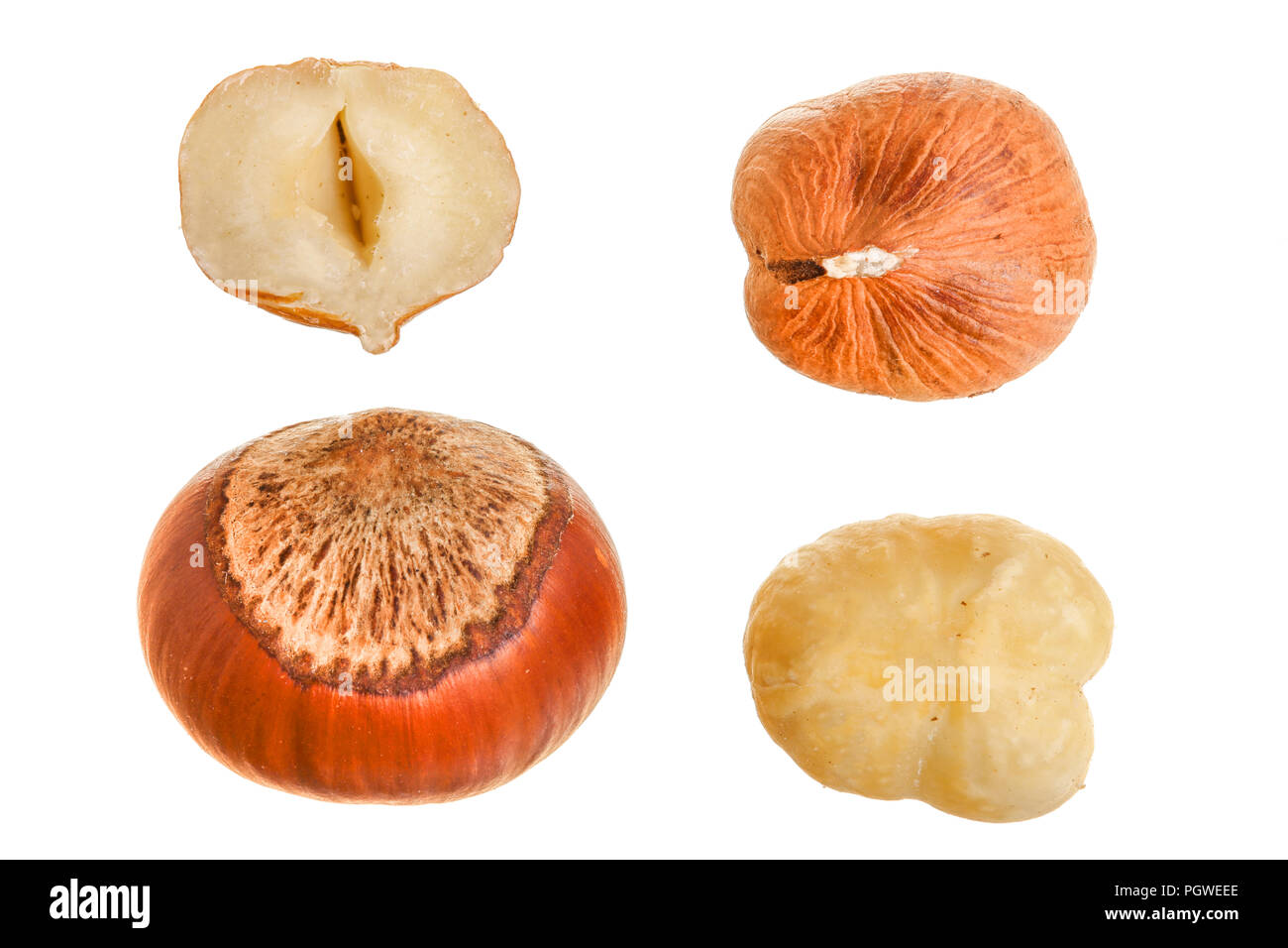 Hazelnut isolated on white background. Set or collection. Top view ...