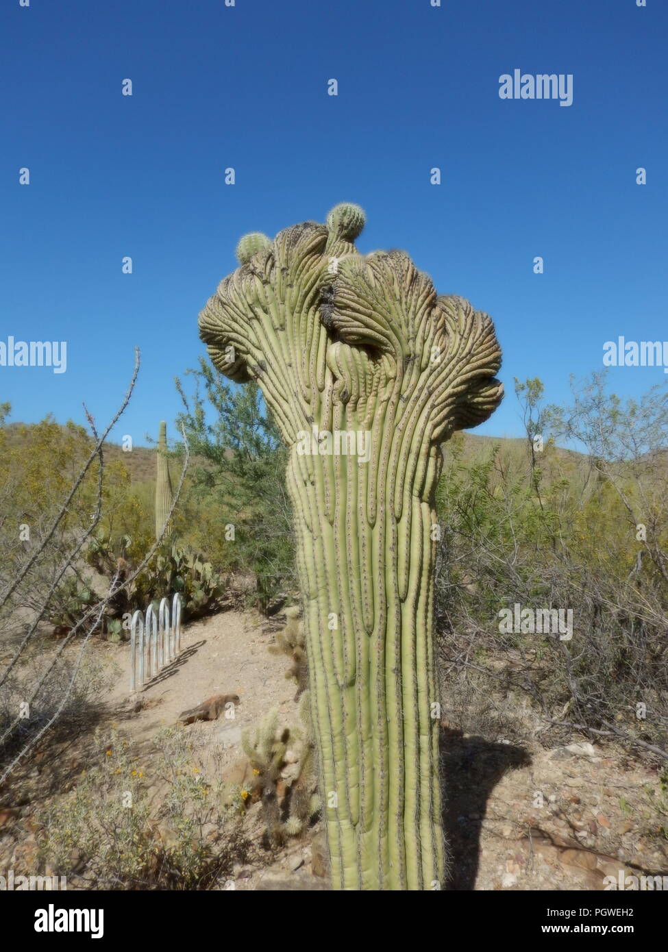 Cactus in desert hi-res stock photography and images - Alamy