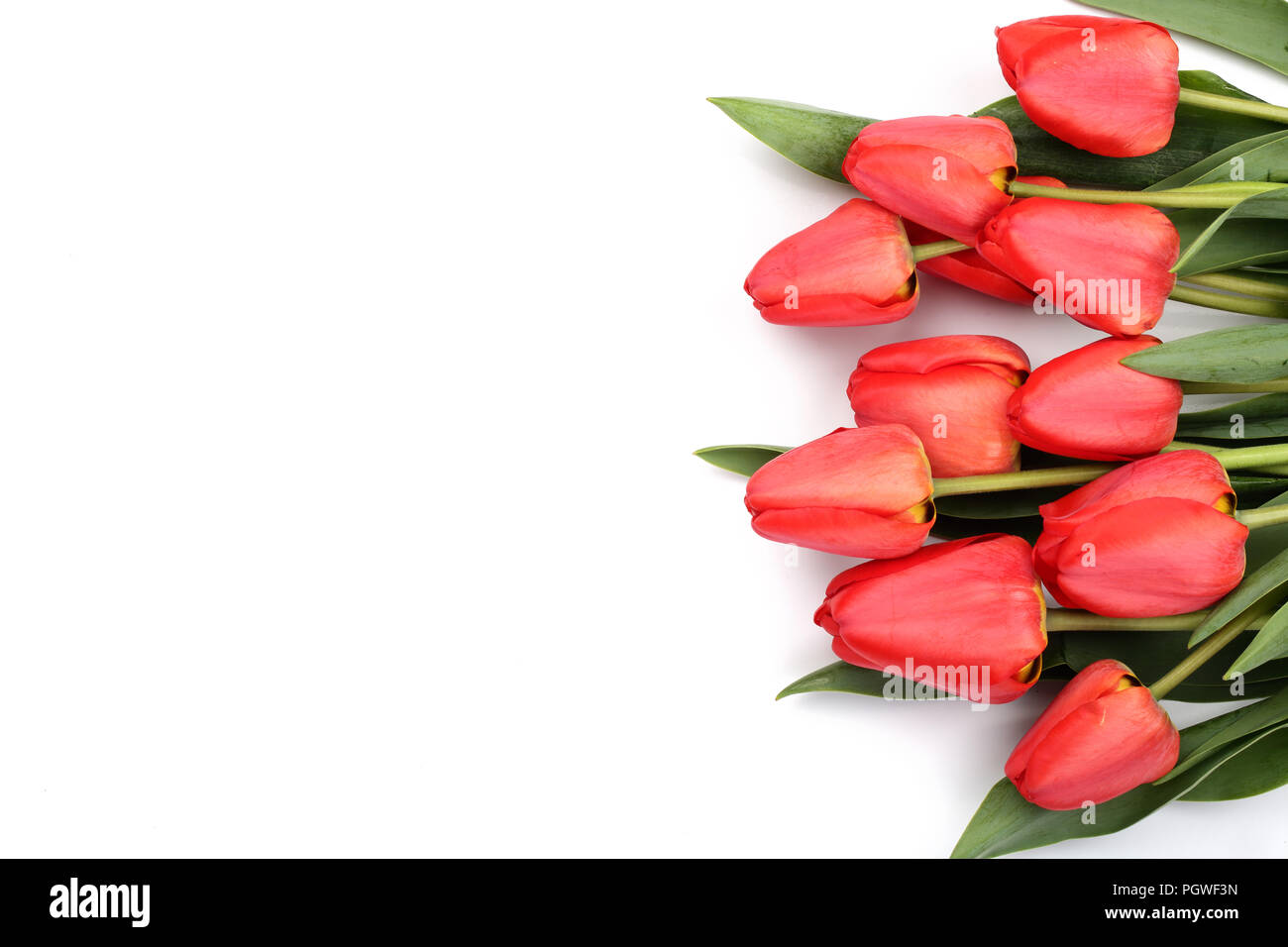 Beautiful red tulips on white background with copy space for text. Top ...