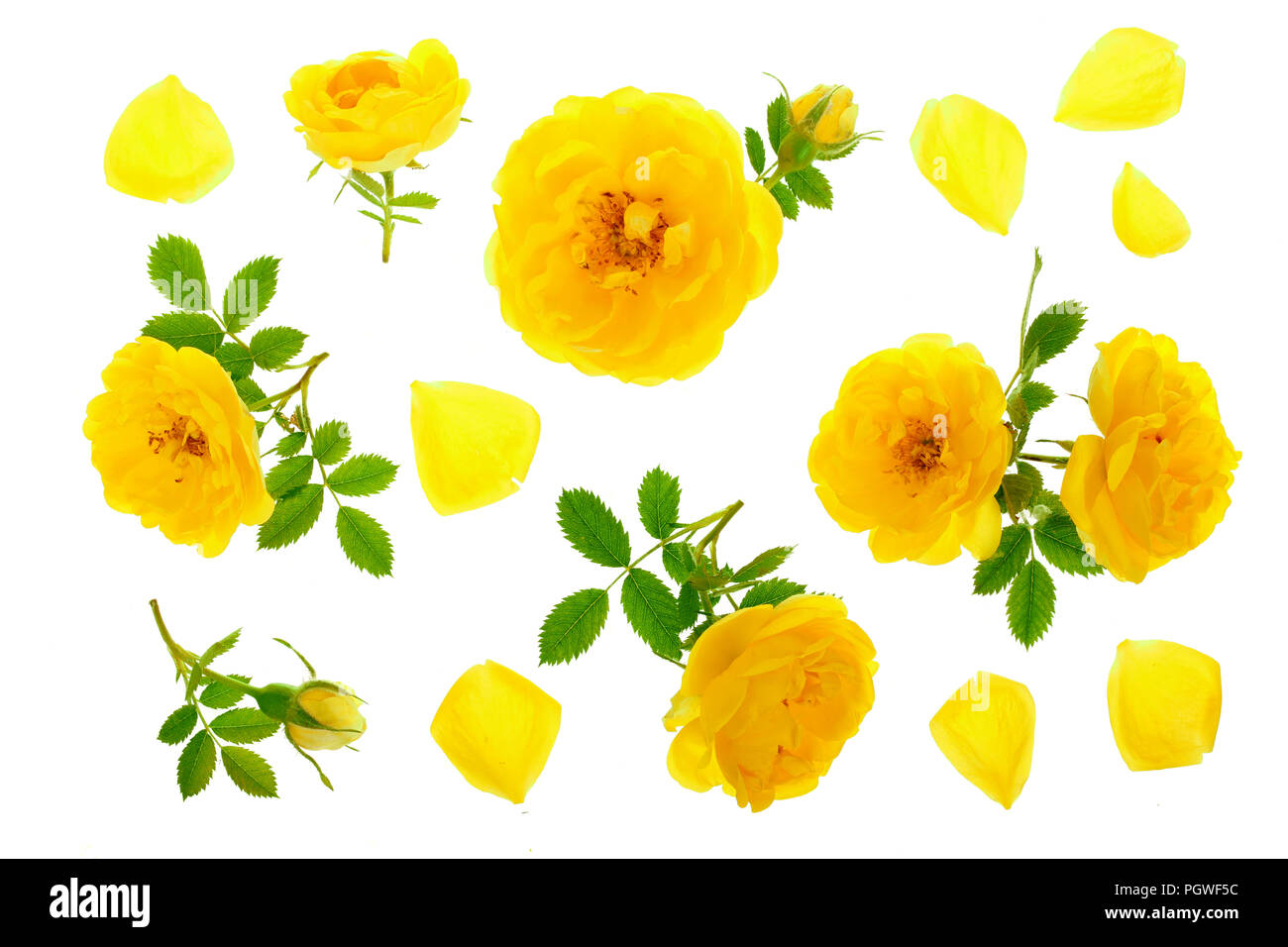 wild yellow rose blooming flower isolated on a white background. Top ...
