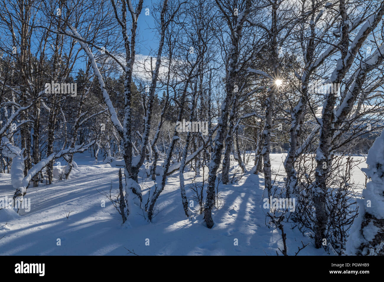 Woodland winter snow scenery norway hi-res stock photography and images ...