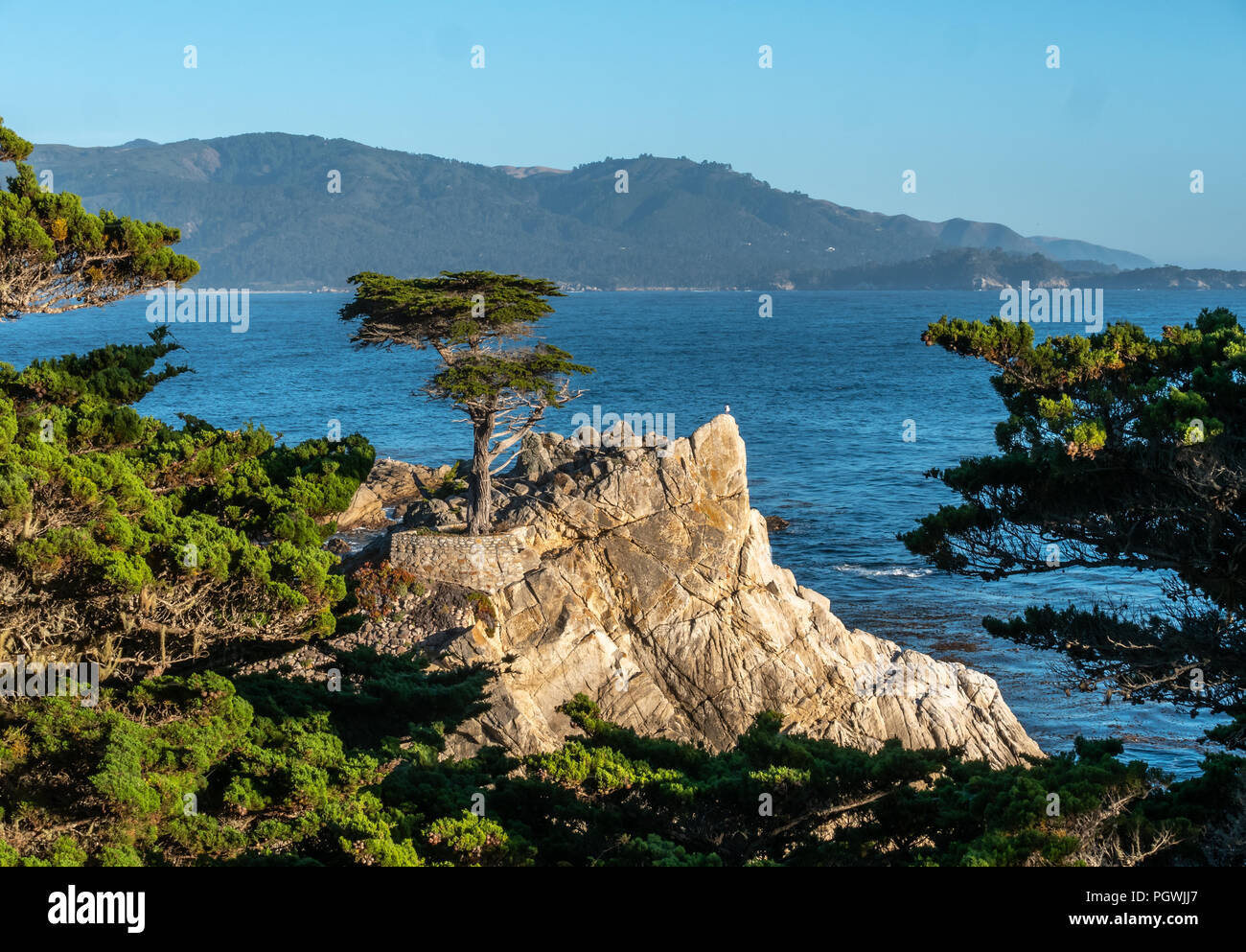 Pebble Beach Iconic TRee With Sun Light at Dusk Stock Photo - Alamy