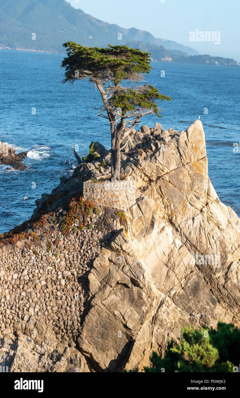 Large Resolution Picture of the Pebble Beach Iconic Tree with Ocean in ...