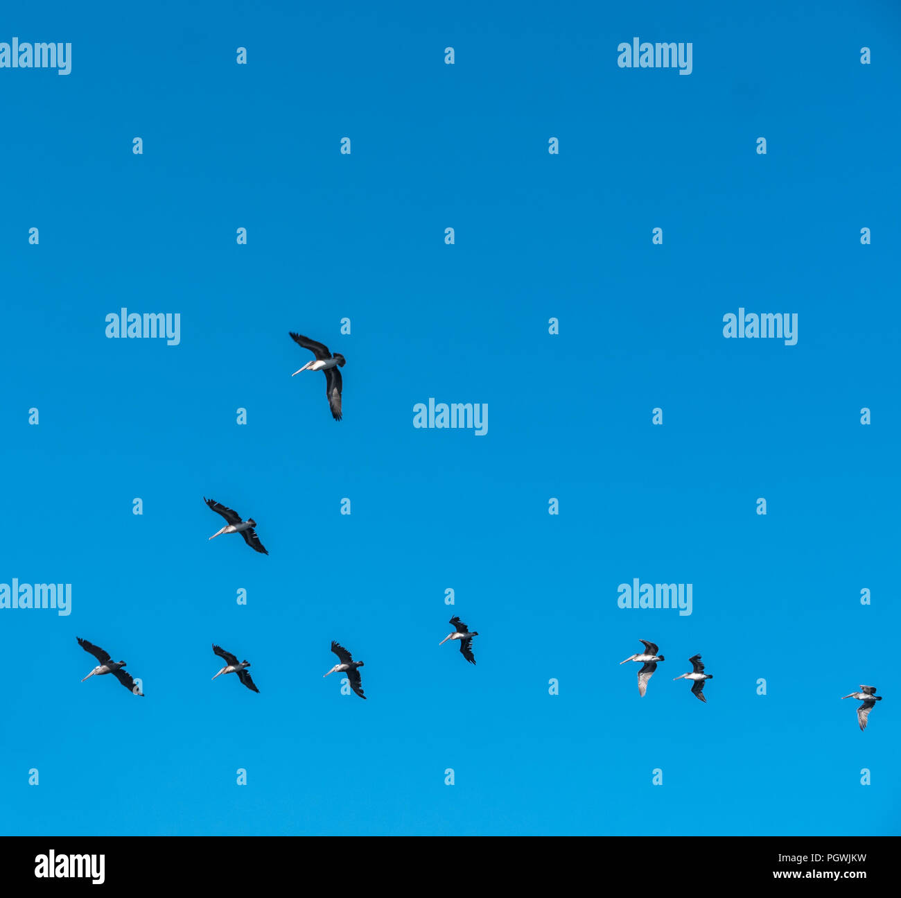 Formation of Pelicans Flying Together Stock Photo - Alamy