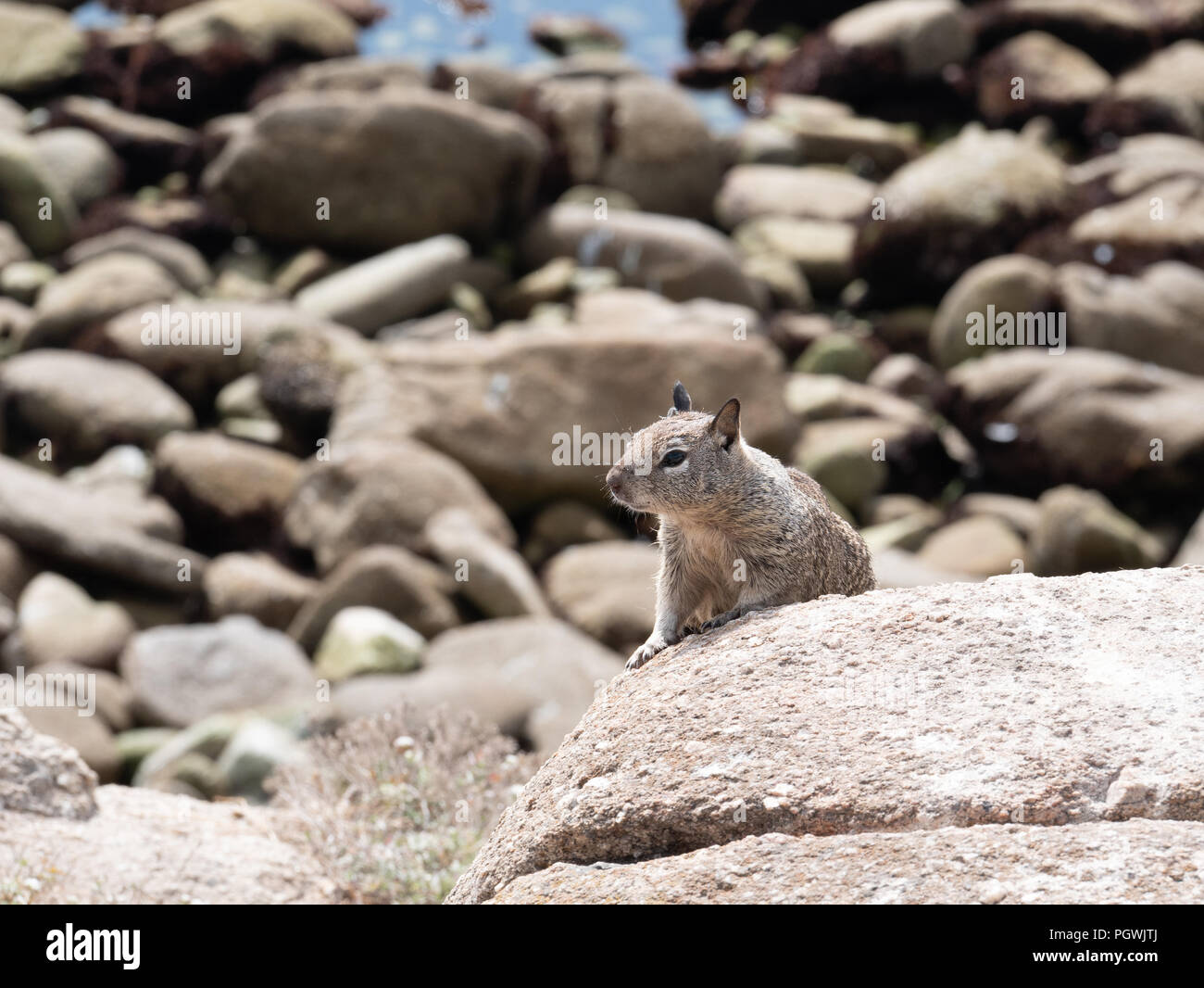 Small Squirel Peaking from Behind Rock on the Shoreline Stock Photo - Alamy