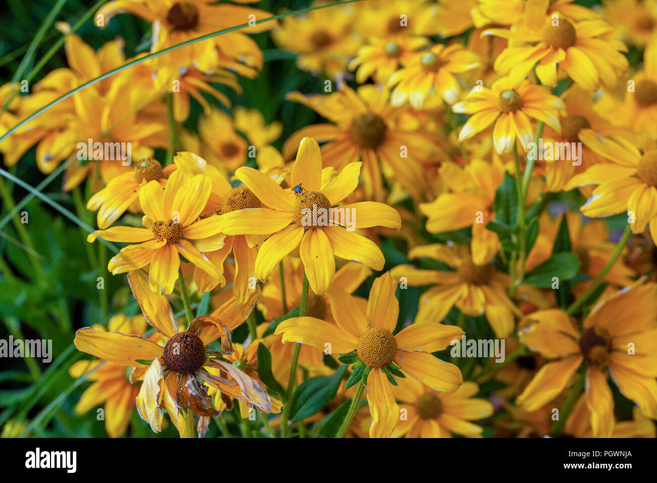 Golden gloriosa daisy flowers on green background Stock Photo - Alamy