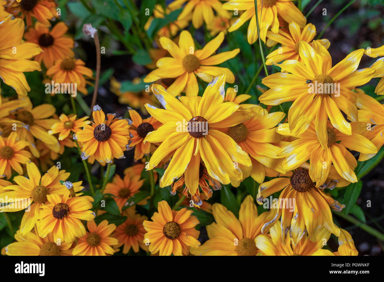 Golden gloriosa daisy flowers on green background Stock Photo - Alamy