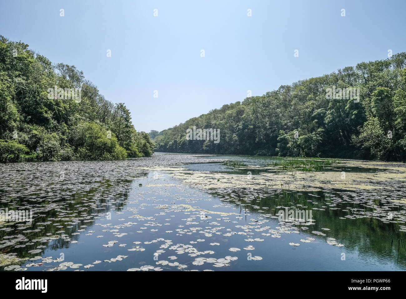 Lily ponds hi-res stock photography and images - Alamy