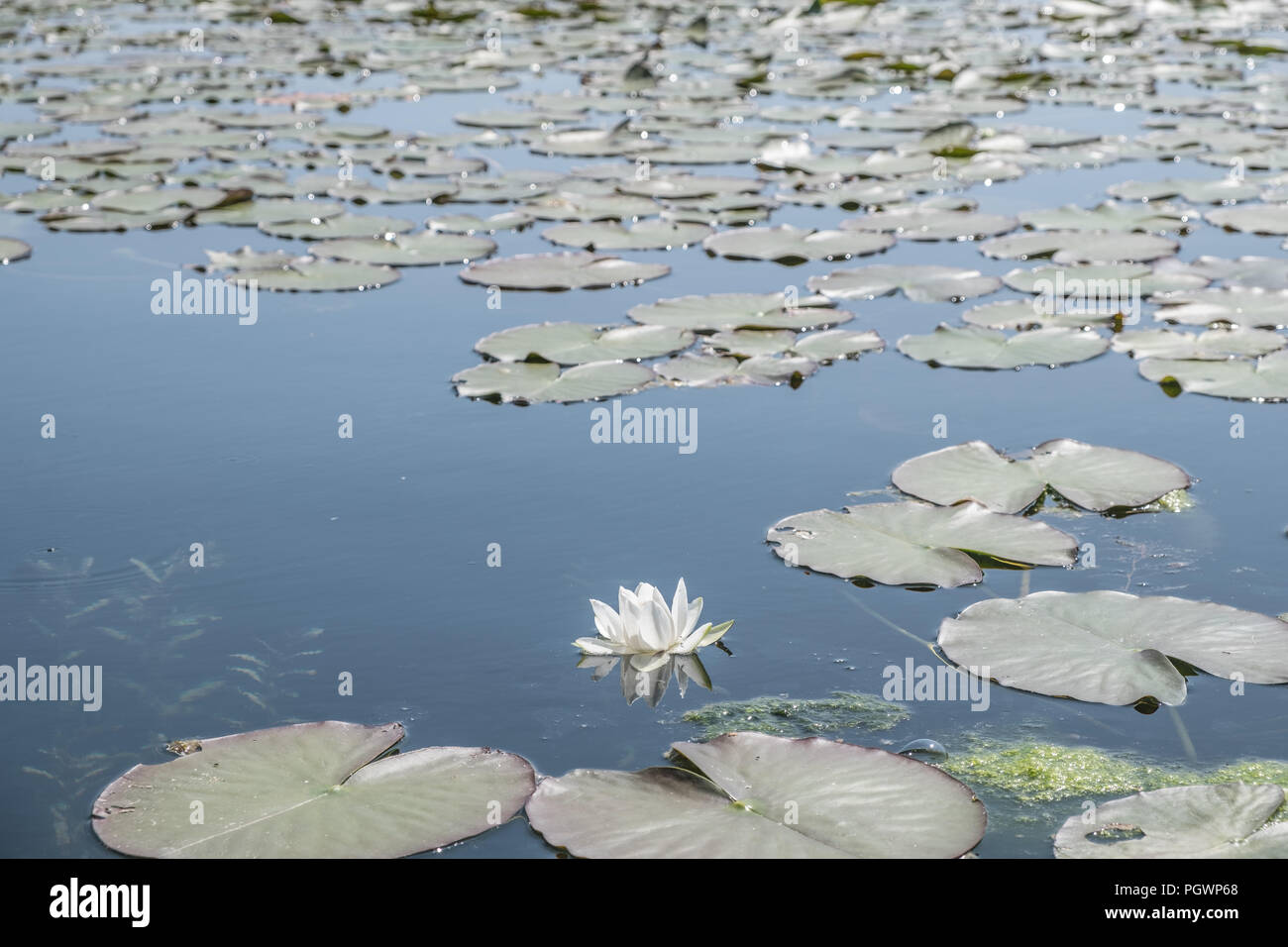 Lily ponds hi-res stock photography and images - Alamy