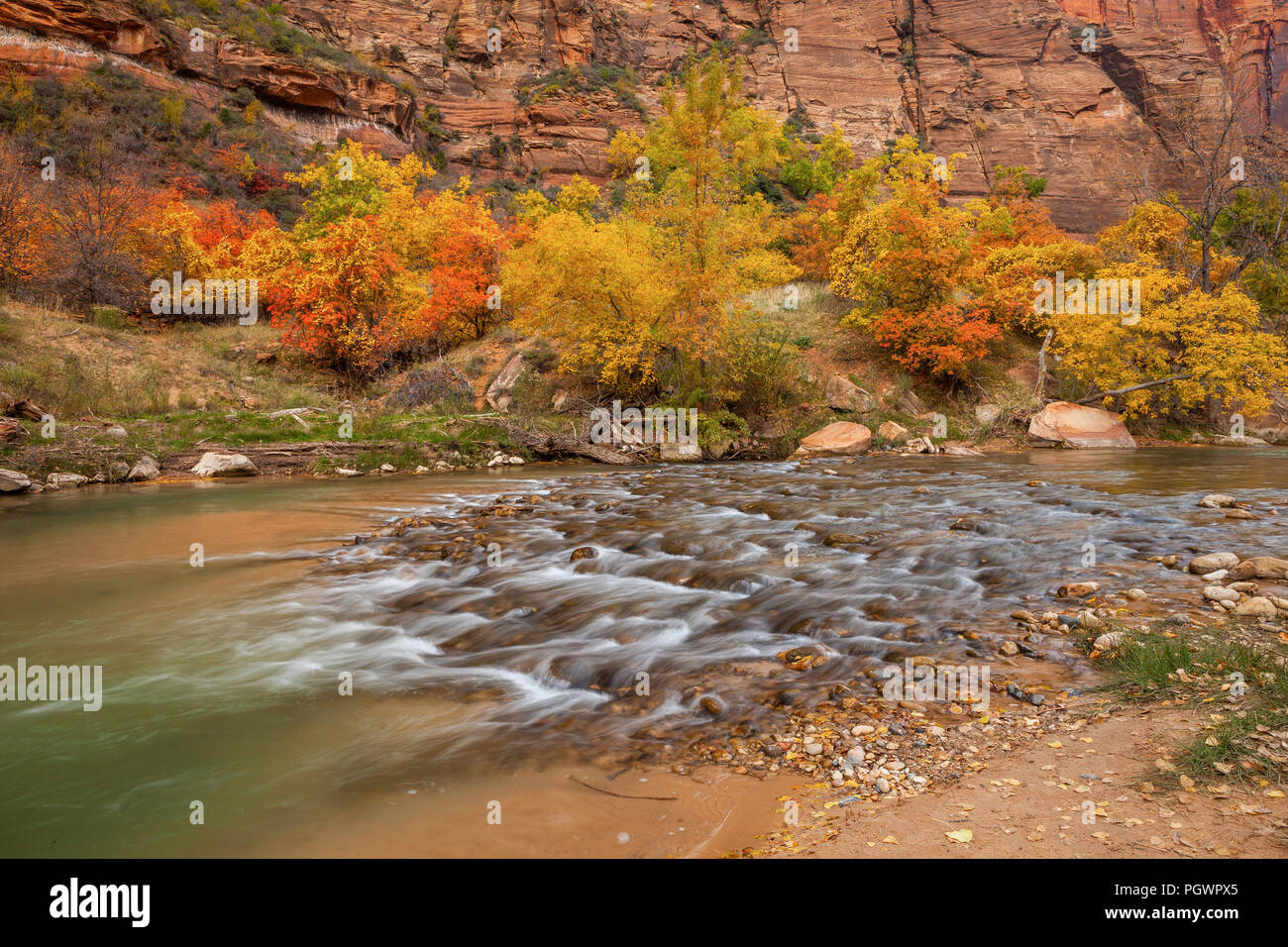 Fall foliage along virgin river hi-res stock photography and images - Alamy