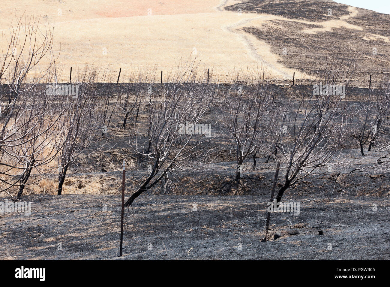 Prescribed Burn High Resolution Stock Photography and Images - Alamy