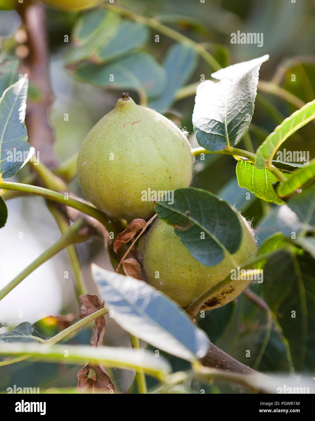 California black walnut, aka California walnut, Southern California ...
