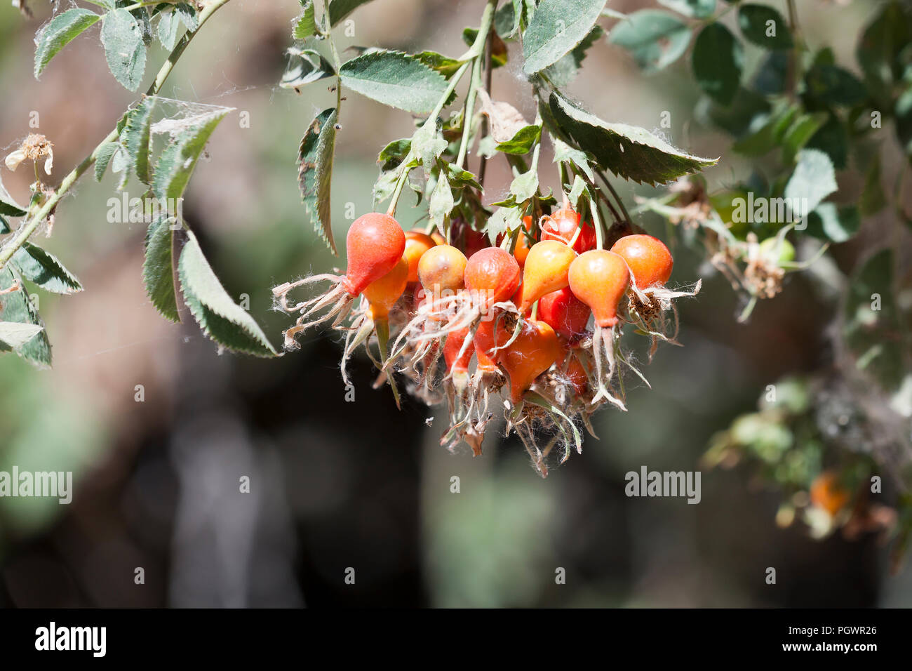 Fruit of a rose plant hi-res stock photography and images - Alamy