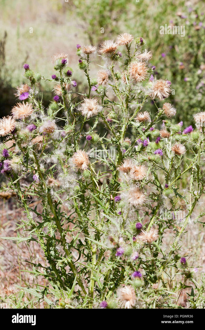 Invasive species of plants hi-res stock photography and images - Alamy