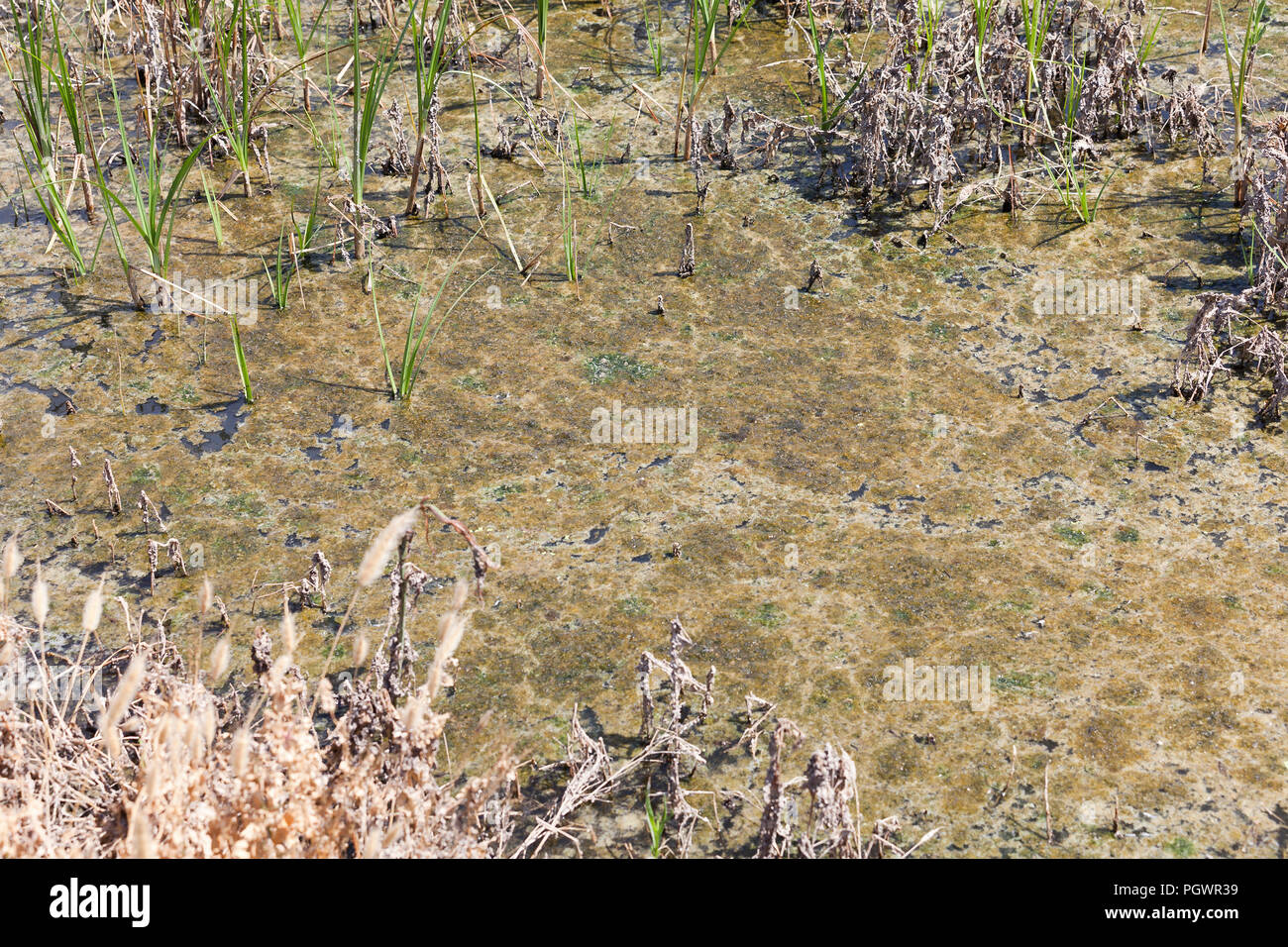 Algal bloom in pond (algae growth) - California USA Stock Photo - Alamy