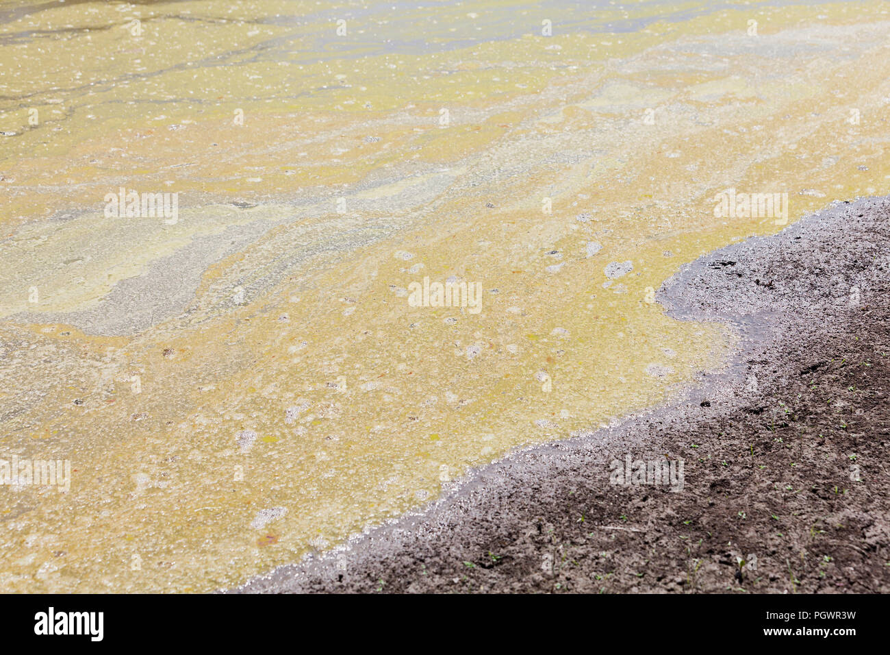 Algal bloom in pond (algae growth) - California USA Stock Photo - Alamy