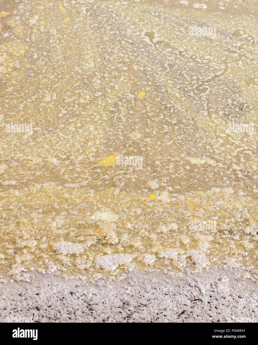 Algal bloom in pond (algae growth) - California USA Stock Photo - Alamy