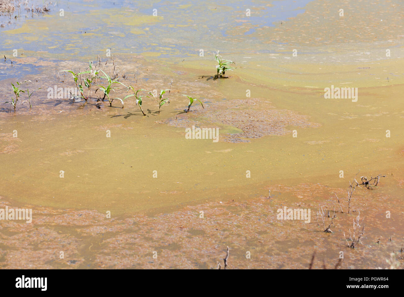 Algal bloom in pond (algae growth) - California USA Stock Photo - Alamy