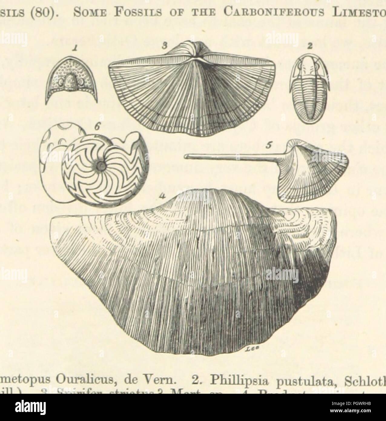 Image from page 354 of '[Siluria. The history of the oldest known rocks ...