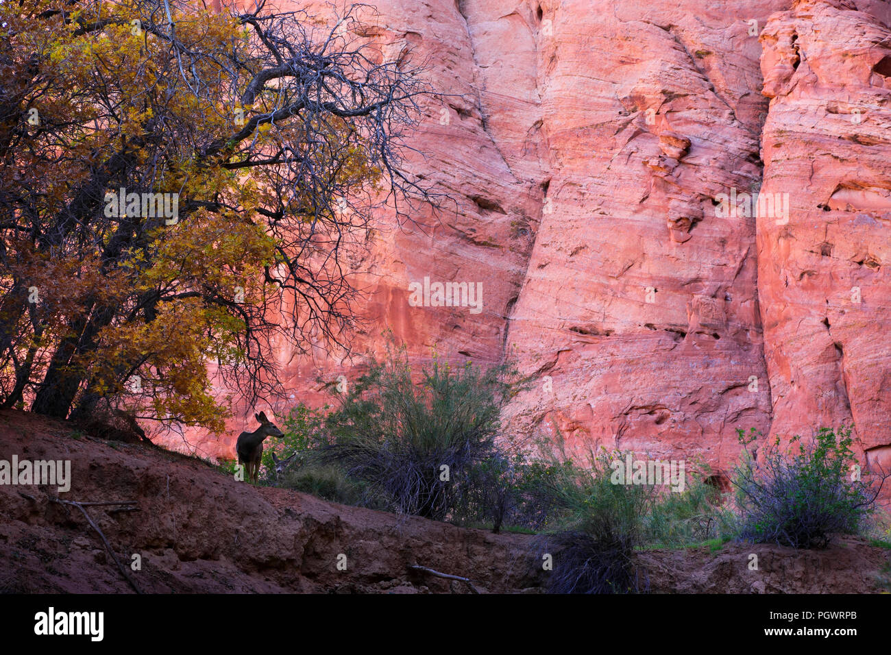 Grand staircase escalante and animals hi-res stock photography and ...