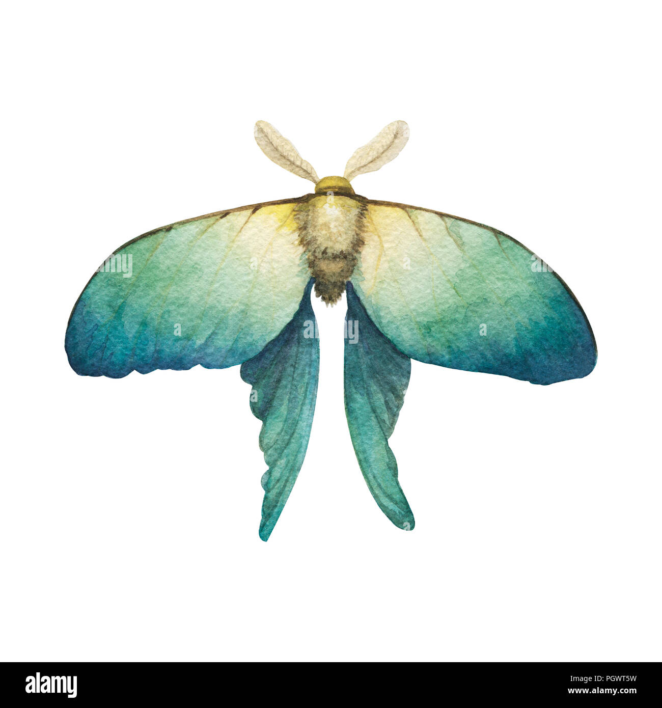 Hand painted watercolor illustration of moth. Moth pattern clip art ...