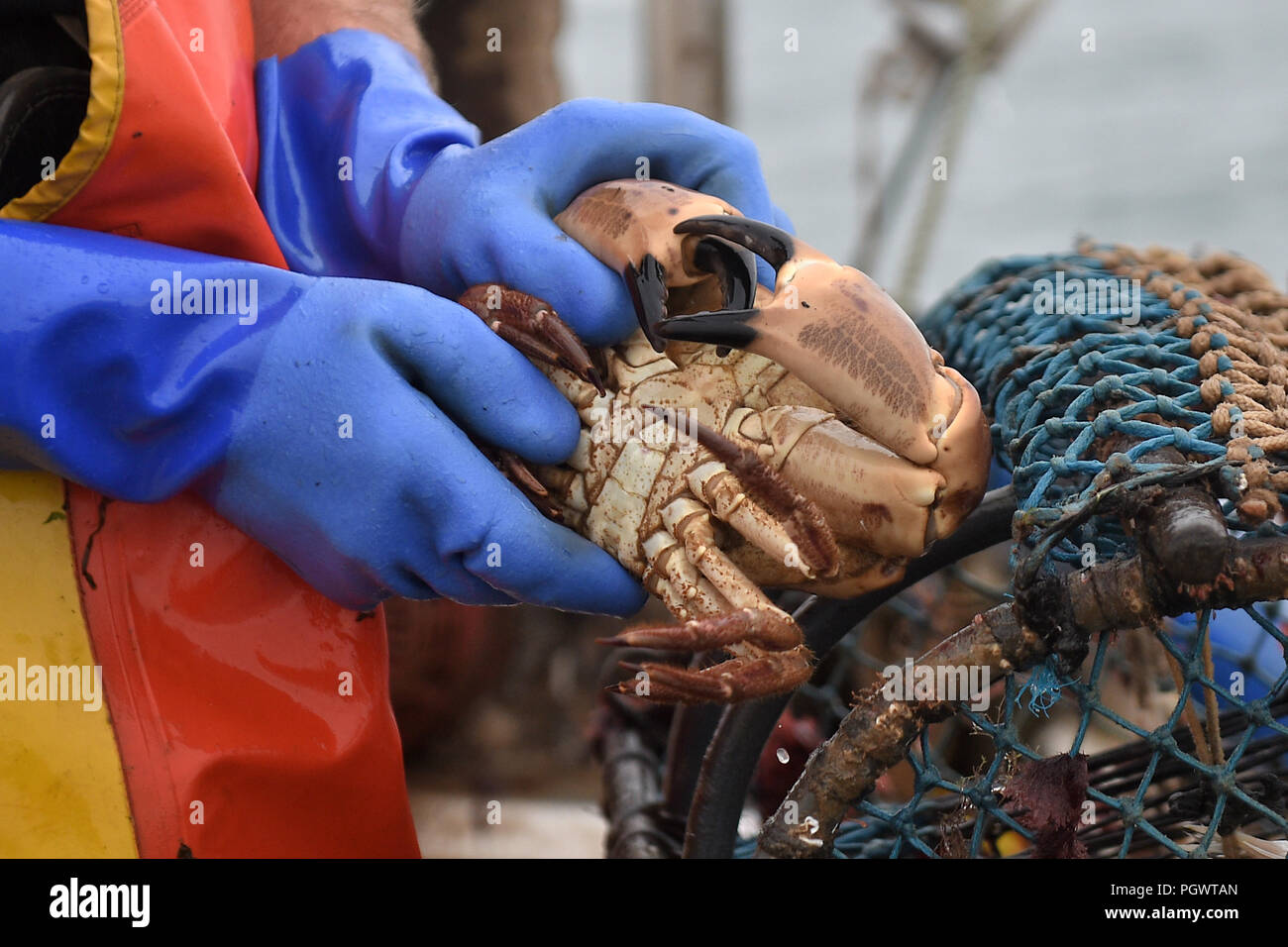 Crab fisherman John Lee inspect a large crab from his boat off the ...