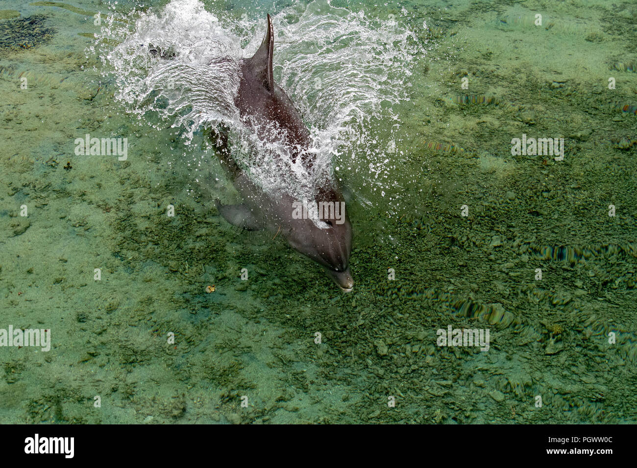 dolphin near the shore in Moorea French polynesia Stock Photo - Alamy