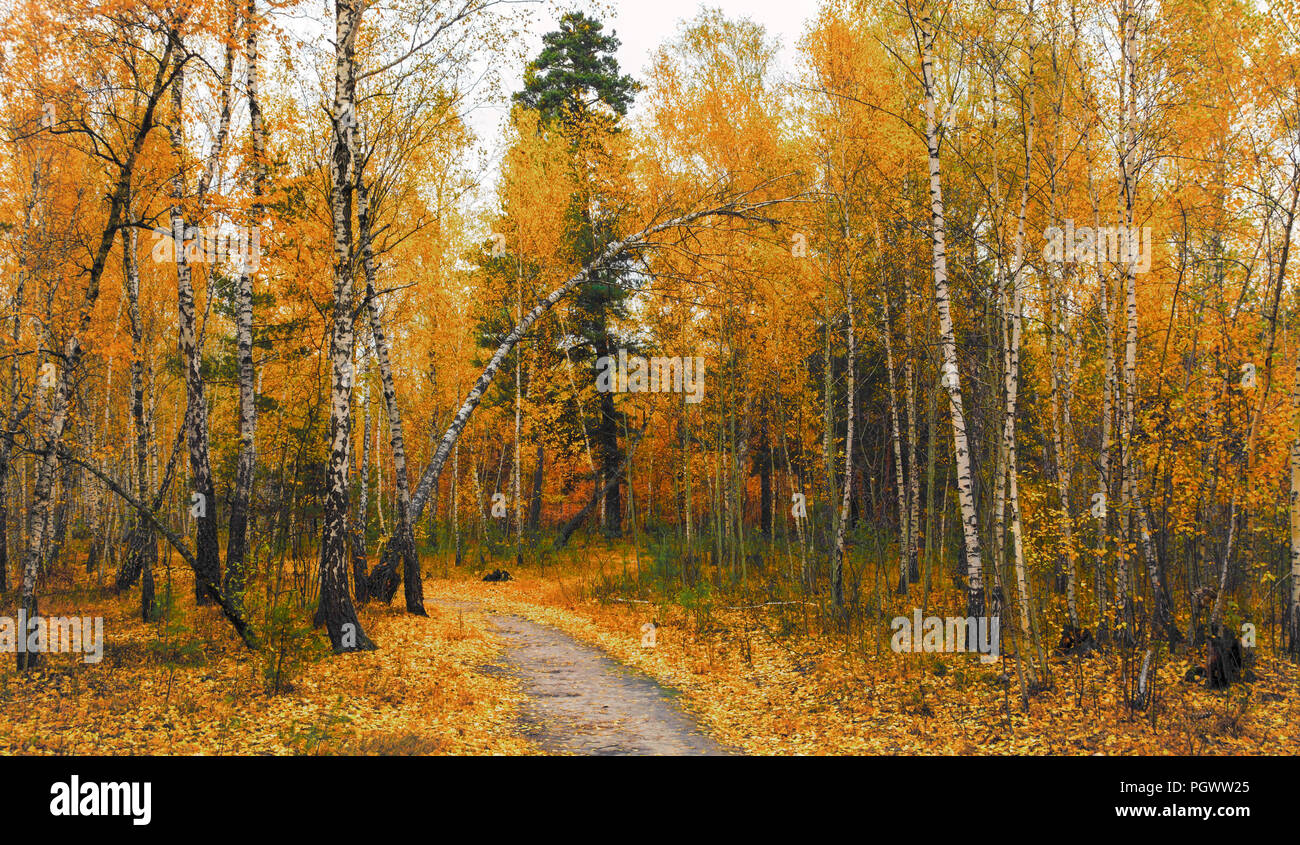 autumn sketches. landscape. autumn colors Stock Photo - Alamy