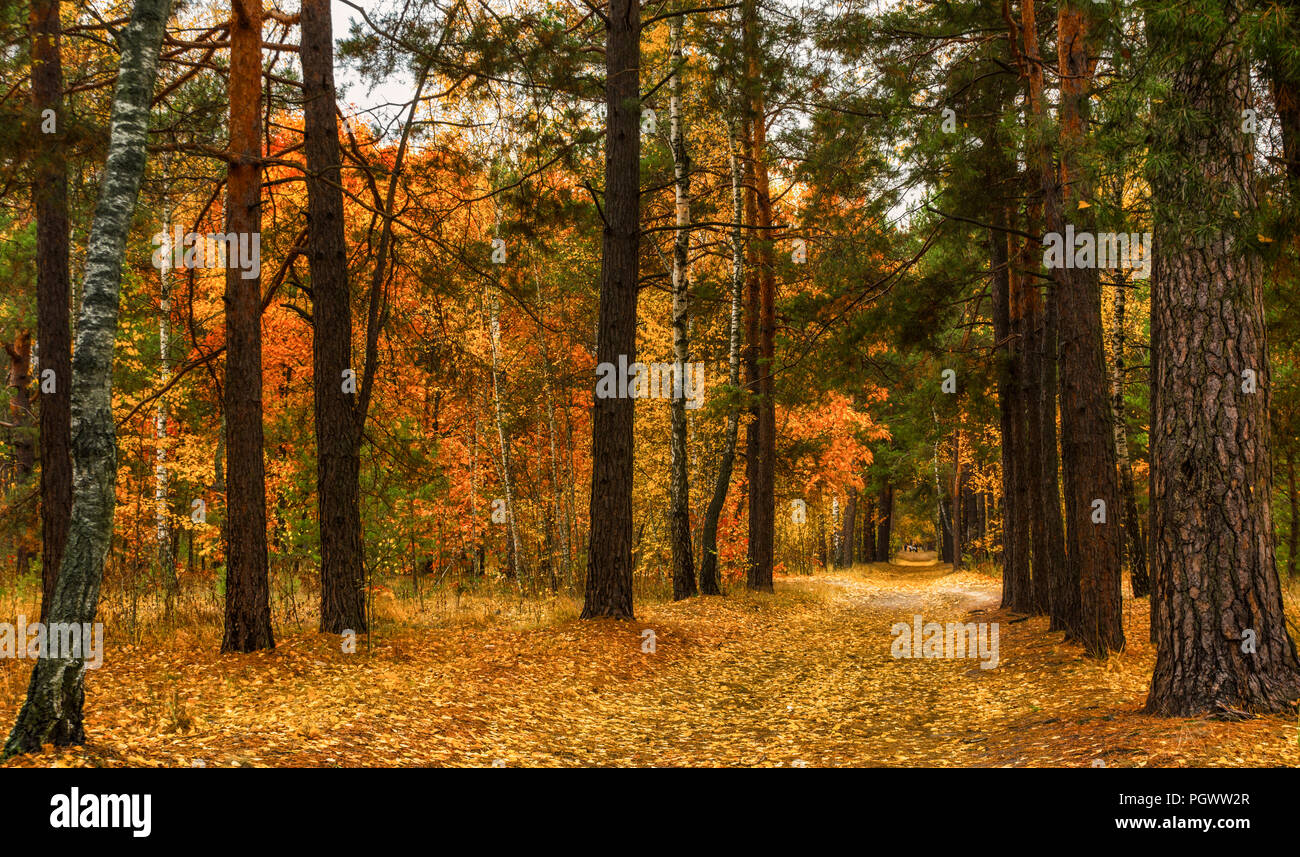 autumn sketches. landscape. autumn colors Stock Photo - Alamy